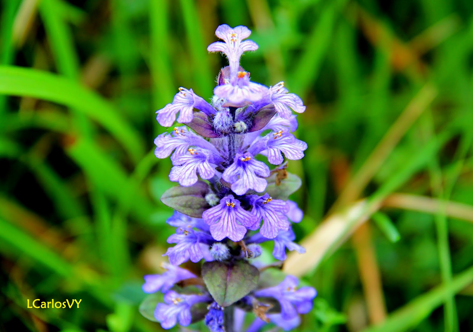 Plantas silvestres de Asturias: Búgula – Ajuga reptans