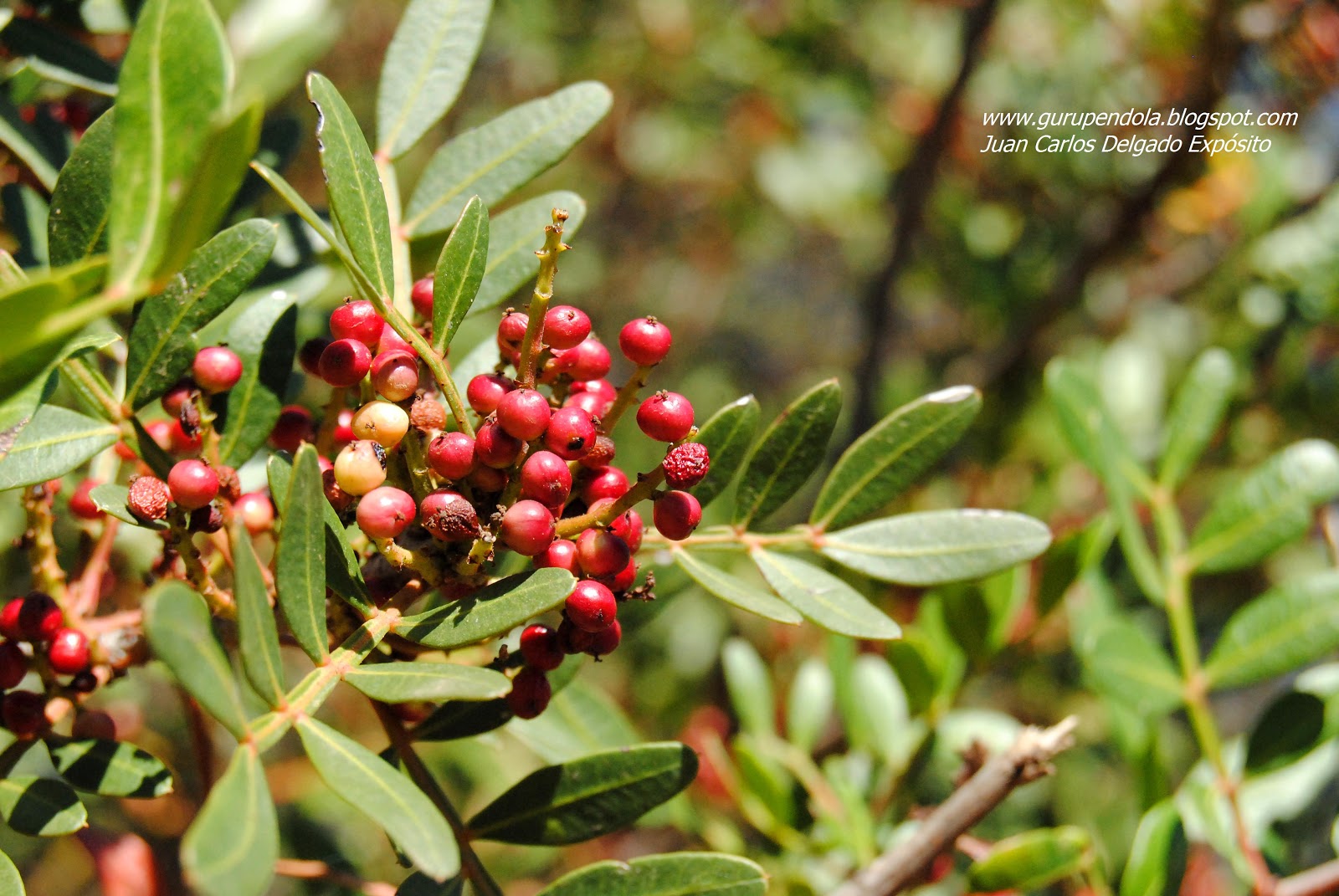 gurupendola: LENTISCO (Pistacia lentiscus)