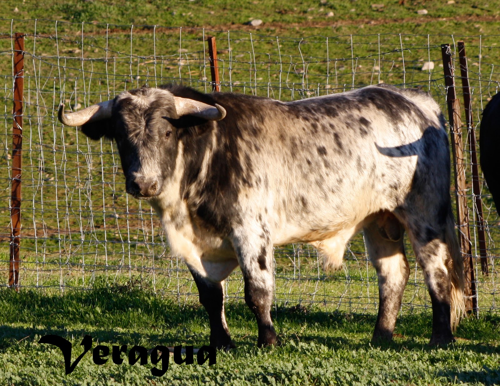 Toreo en Red Hondo: PINTAS DEL TORO DE LIDIA (4): EL TORO PERLINO