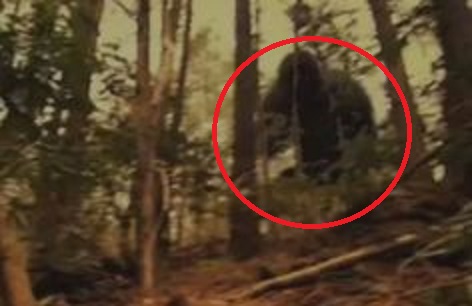 Hunter Witnesses Bigfoot Mating In British Columbia