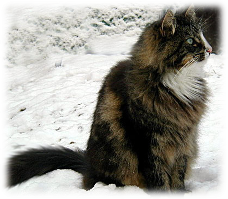 extraloudpurrs: Overview of the Norwegian Forest Cat