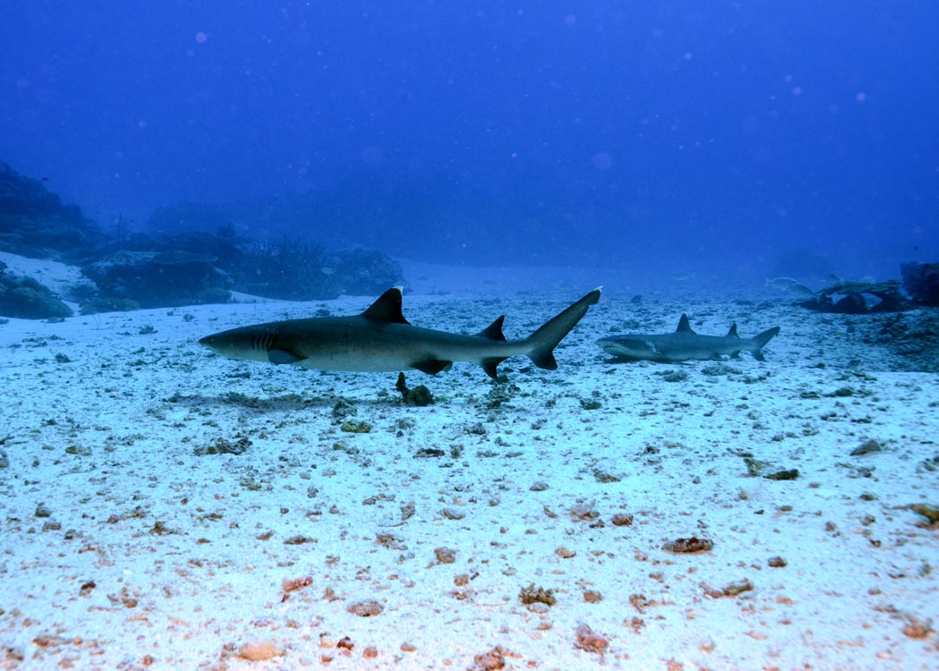 Savannah: The Rock Islands, Palau