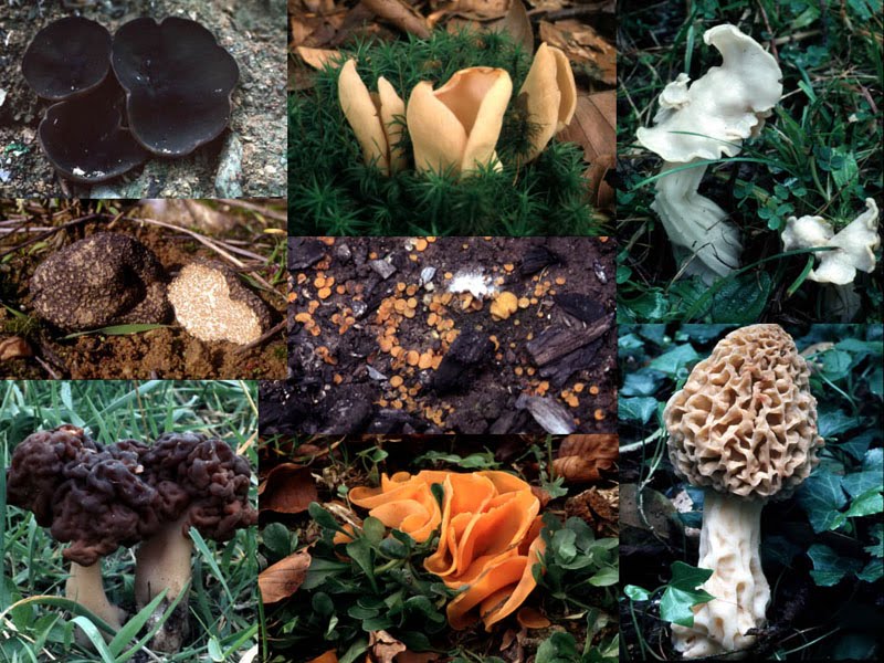 Biología Vegetal: Reino Fungi: Los hongos