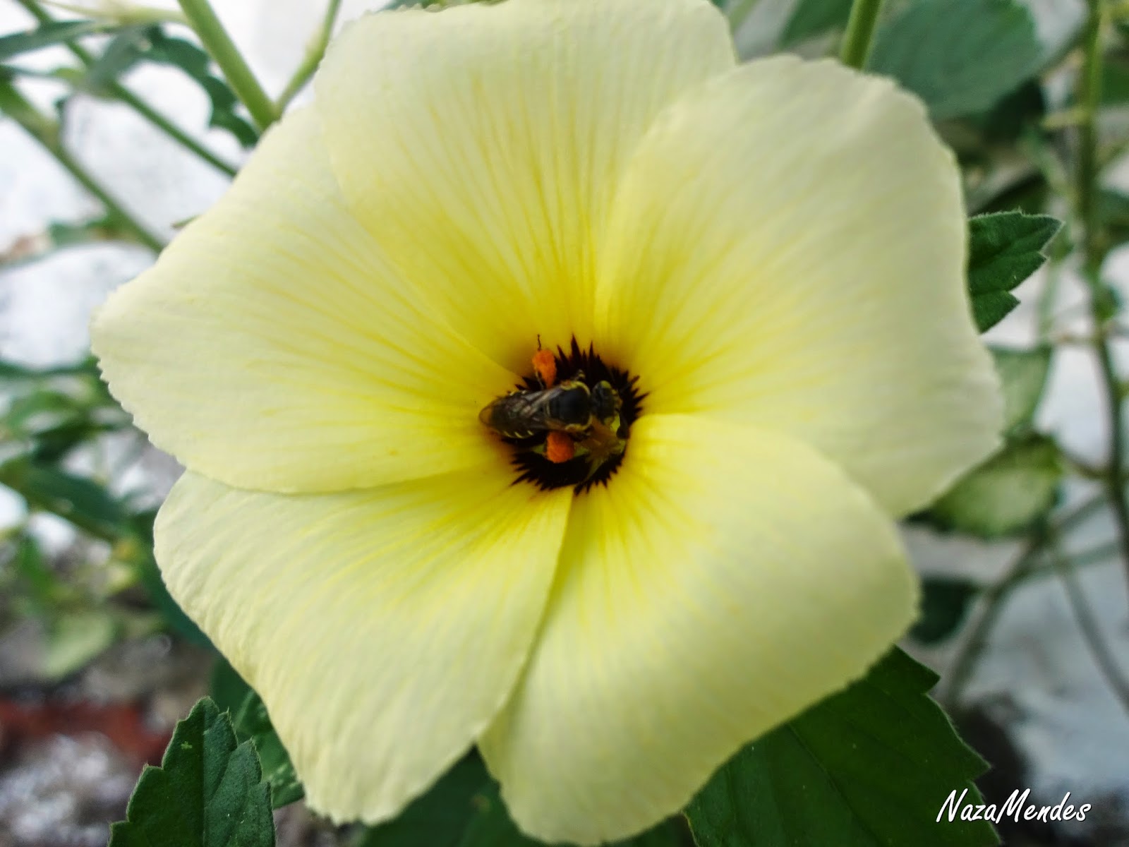 Brasil Insetos!!! Do Caçadores de Insetos!!!: Flor Chanana ou Xanana ...