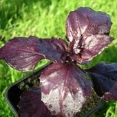 Blogu' lui Nica: Ingredientul saptamanii - Busuiocul