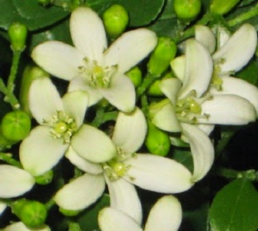 Manfaat Akar, Bunga dan Daun Kemuning sebagai Obat Herbal