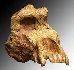 LA MIA PREISTORIA: L'EVOLUZIONE UMANA