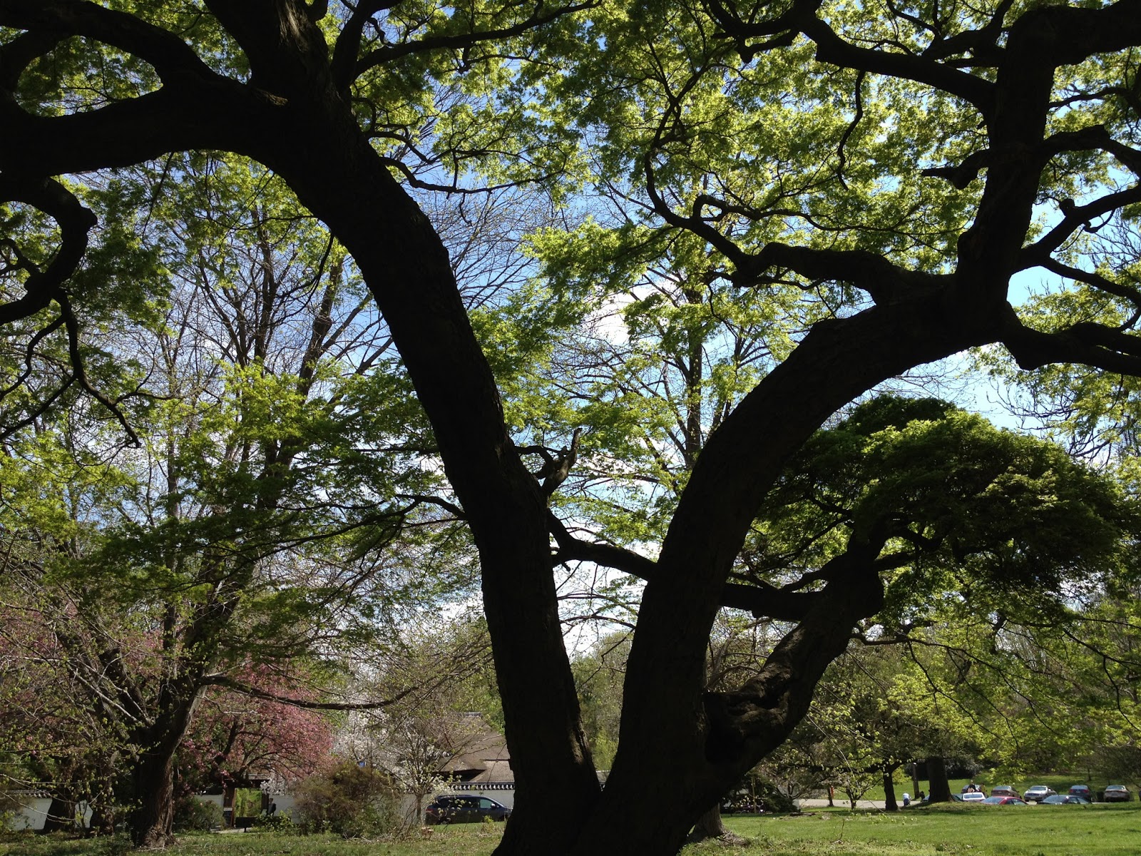 PHILLY TREES: STANDING STILL IN SPRING