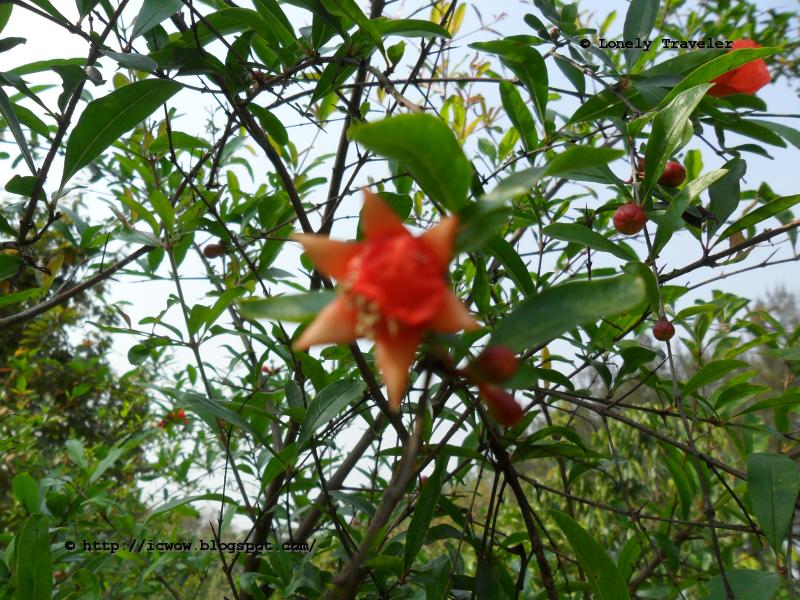 Dalim Ful(ডালিম ফুল) - Punica granatum