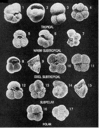 Foraminifera Plankton