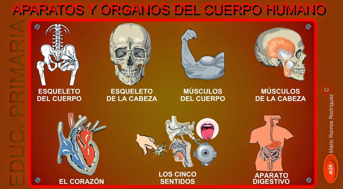La Caseta, un lloc especial: El cos humà