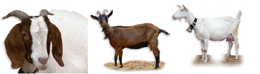 VANZARE DIRECTA DIN FERMA: BRANZA SI LAPTE DE CAPRA