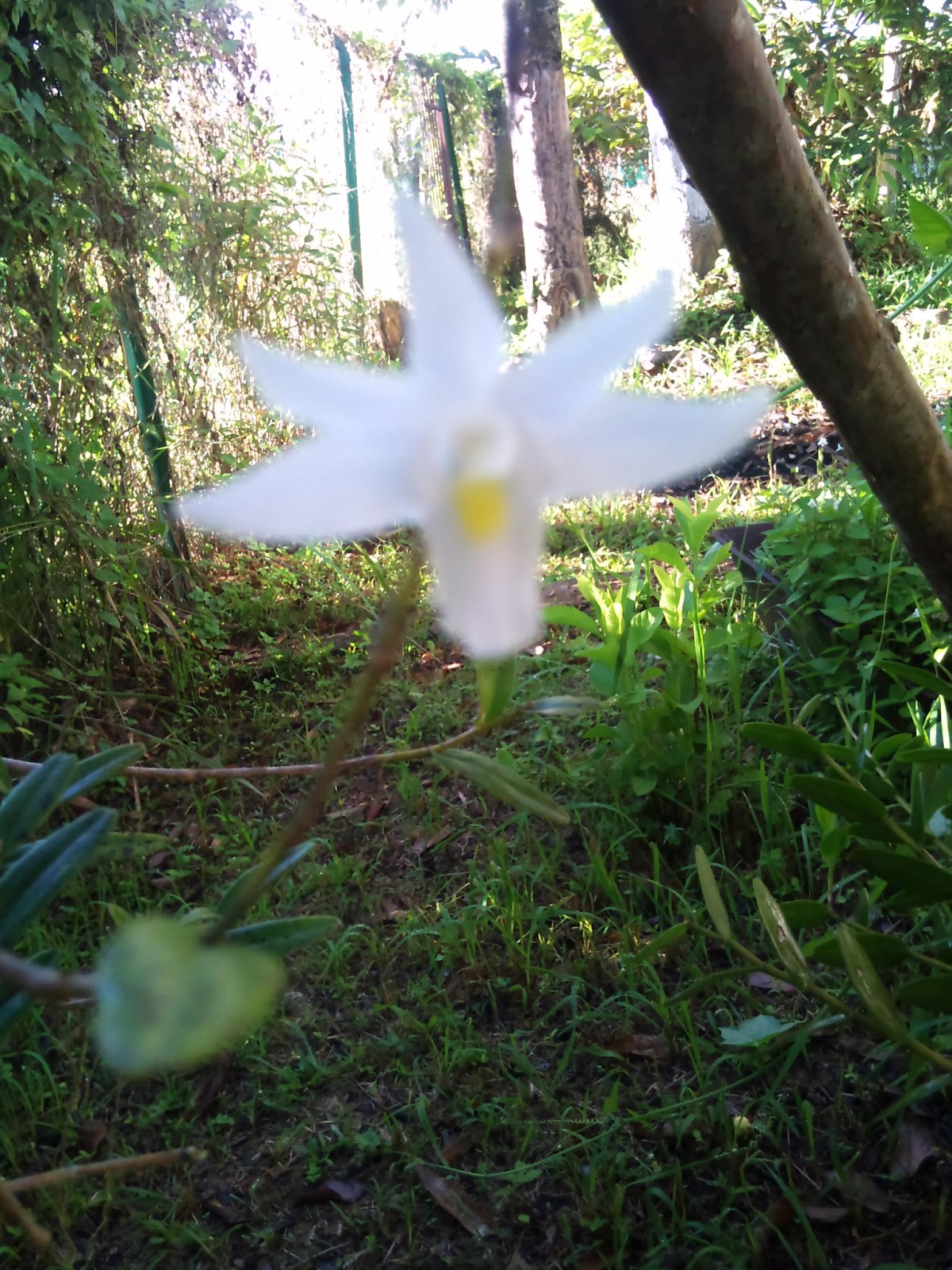 Full House Orchid: Orkid merpati - Dendrobium crumenatum