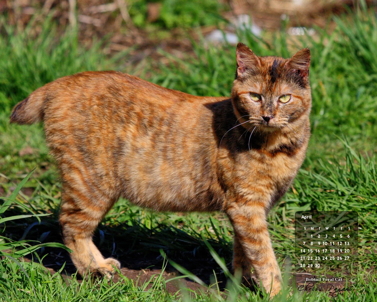 April Desktop Cat of The Month: Bobtail