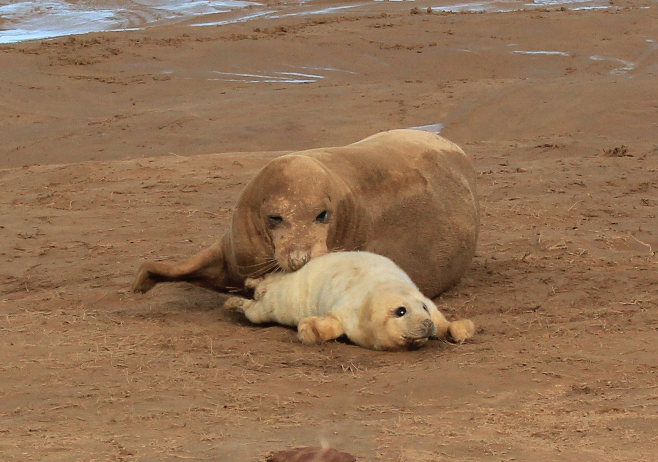 Boatbirder.com: Donna Nook