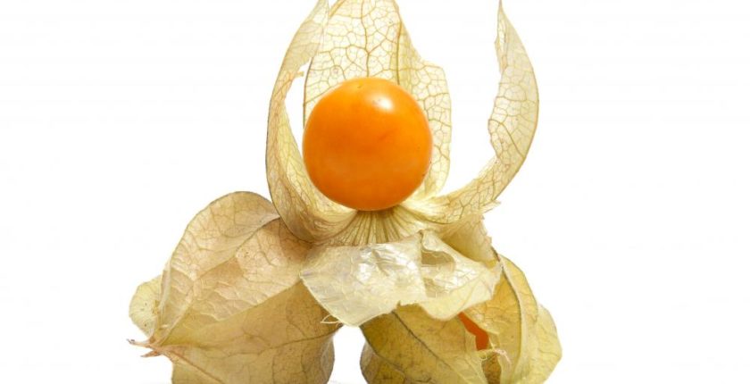 Pró - Vida Saudável: Camapu