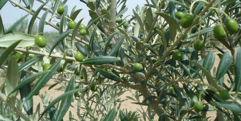 Olives from a desert | Sand Prints