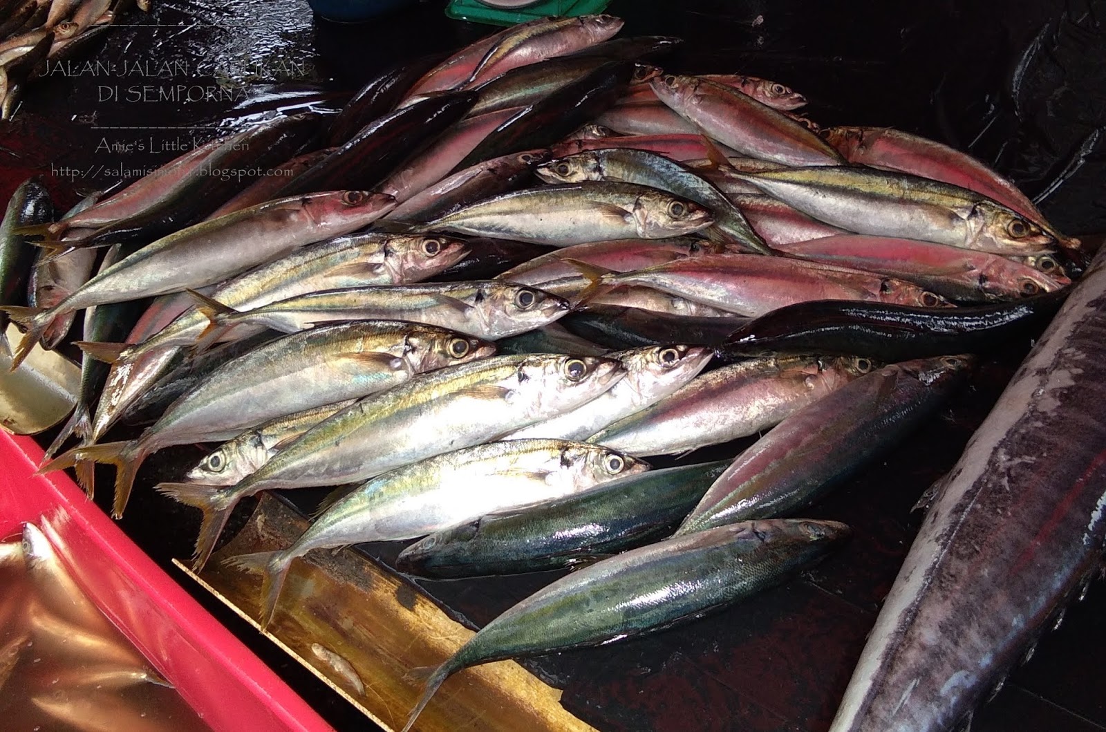 Jalan-Jalan Cari Ikan di Semporna - Amie's Little Kitchen