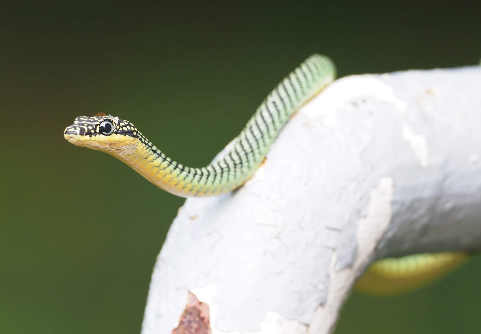 Singapore Menagerie: Paradise Tree Snake