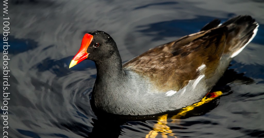 Birds of Barbados: 2017 Photographic Big Year 1-4