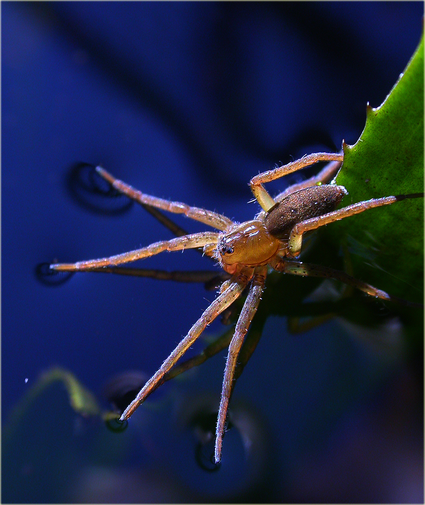 Arachnerds: Fen Raft Spider - Dolomedes plantarius