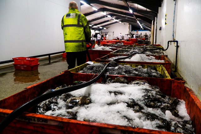 Through the Gaps! - Newlyn Fishing News: Fish for all tastes on the mid ...