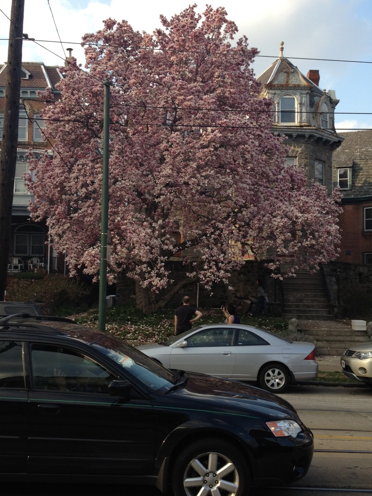 PHILLY TREES: MARCH MAGNOLIAS: BLOSSOMS BLOOMING