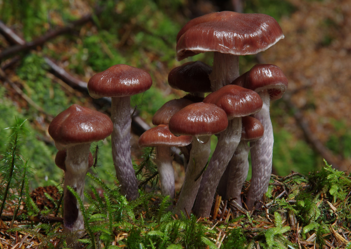 Wildeep's Illuminations: Cortinarius evernius