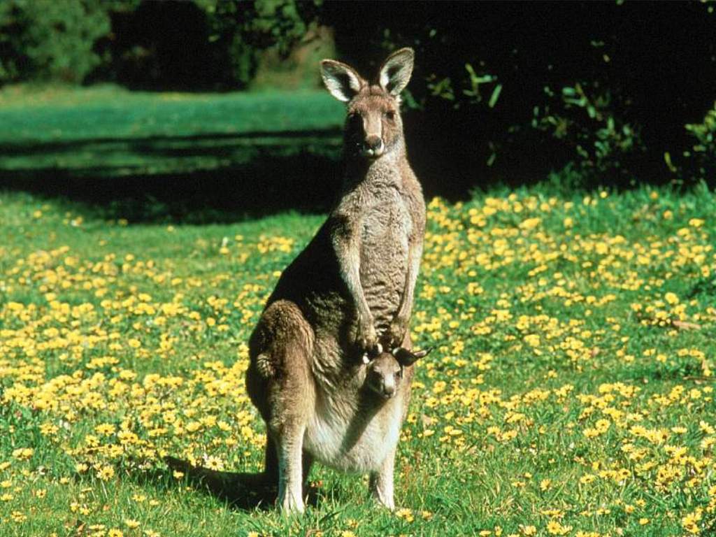 Cercetează: Cangurul - Animalul marsupial specific Australiei