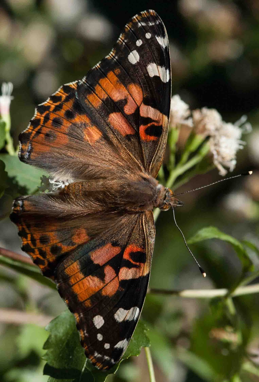 Window on a Texas Wildscape: Fall butterflies