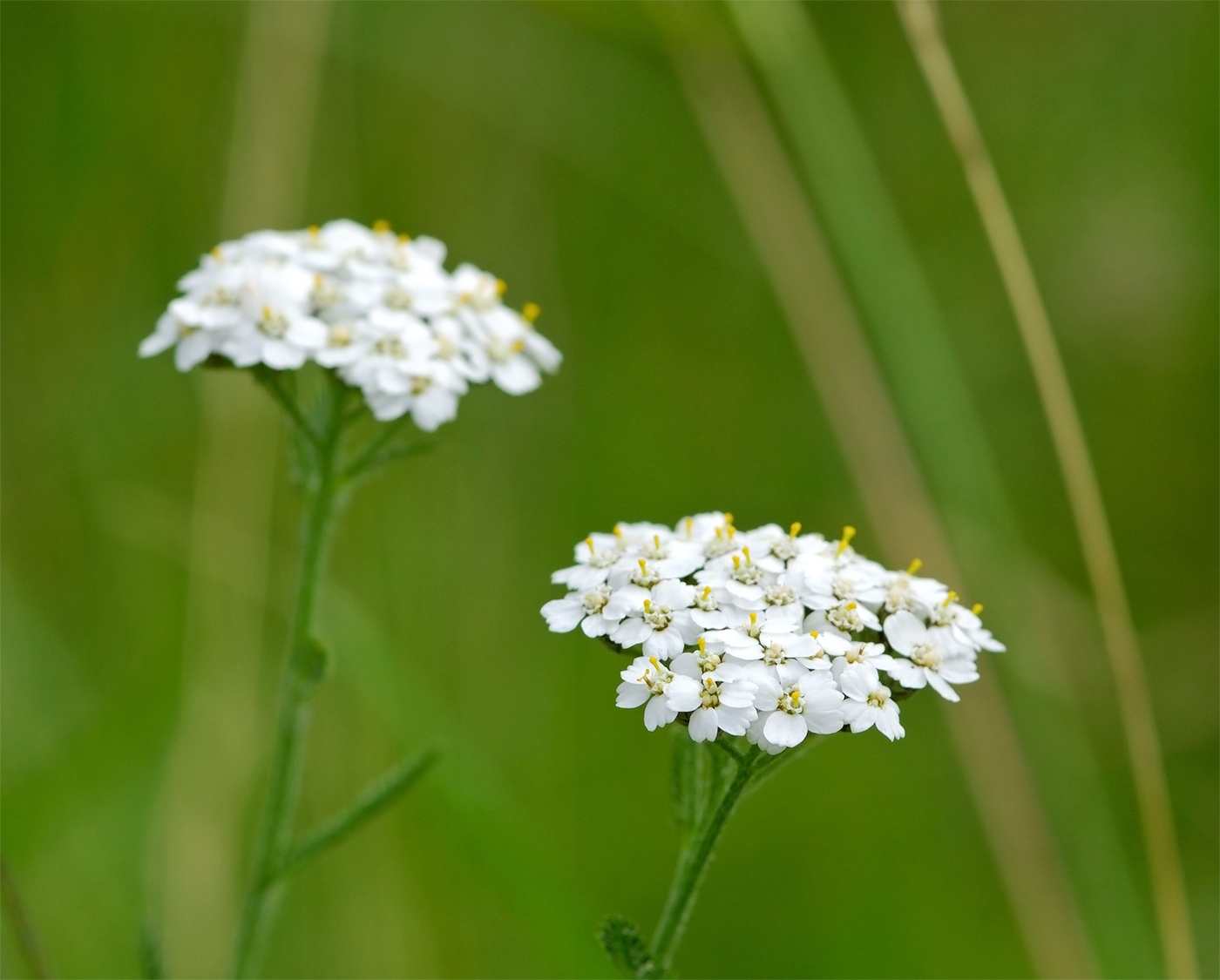Scottish Wildlife Blog: Kilpatrick Hills, West Dunbartonshire