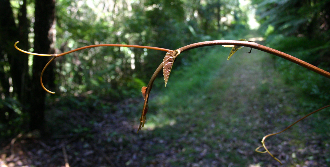 Toowoomba Plants: Kangaroo Vine