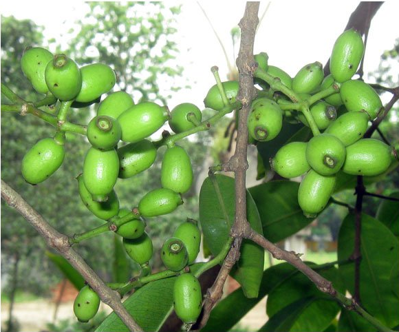 We love Our Bangladesh: Jambul(Jaam/Jam/Kalojaam) is one of the ...