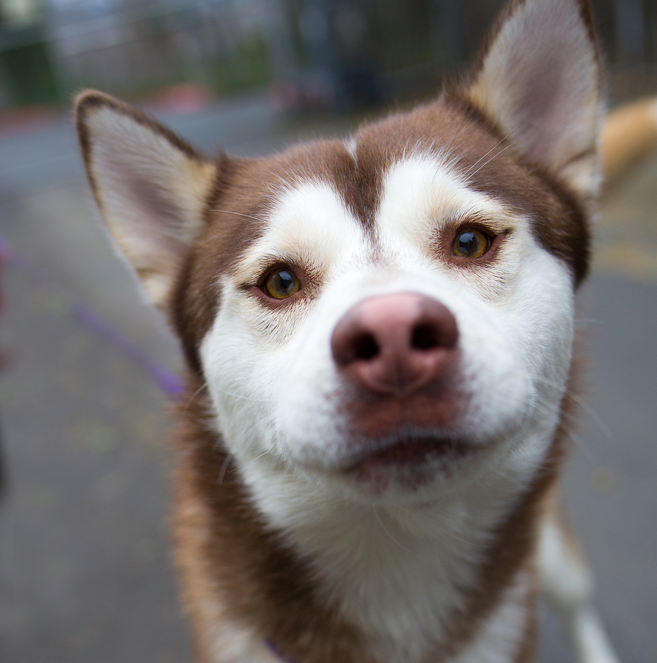 Shelter Dogs of Portland: "BRODY" entertaining Husky boy