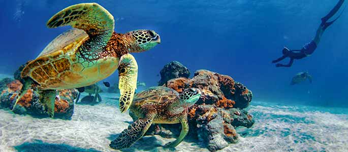 Molokini and Turtle Arches Snorkel | Booking Perks Benefits to Your ...