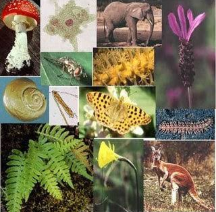 Historia y geografía de Quintana Roo.: RECURSOS BIÓTICOS