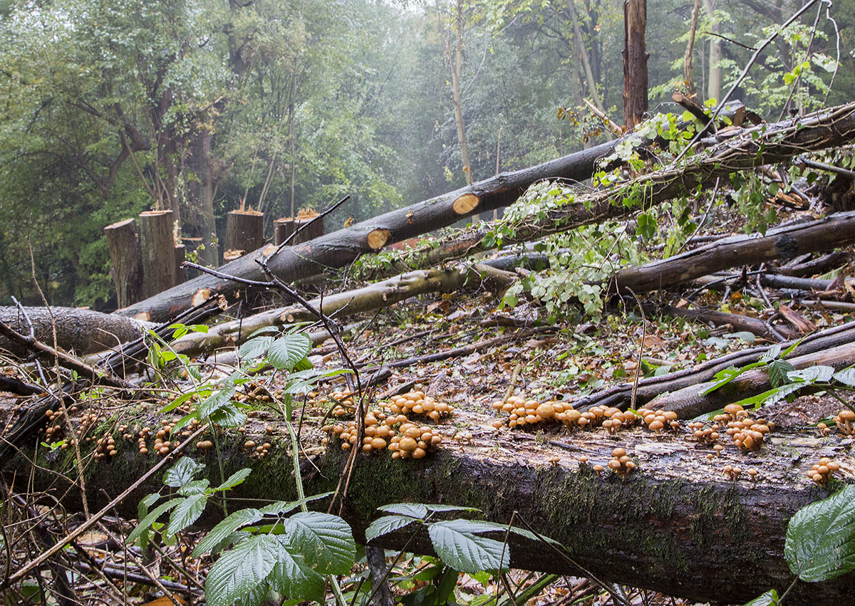 Coppicing in Spring Park | Naturally