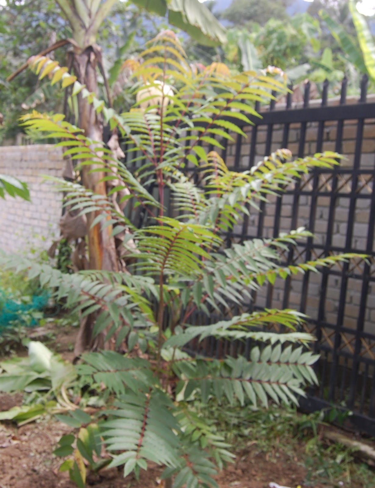 Suria Helang Lui: Toona Sureni - long term plan