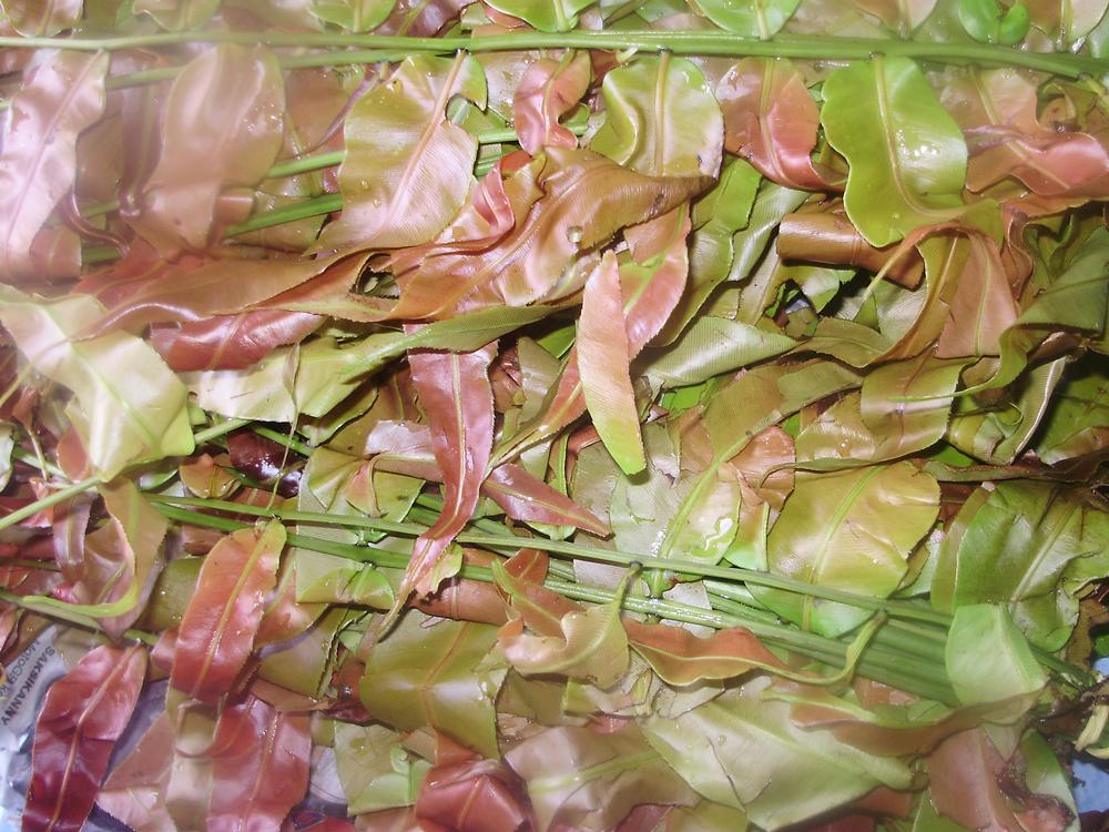 Sebuah Kenangan Abadi :Resepi Masak Lemak Pucuk Miding