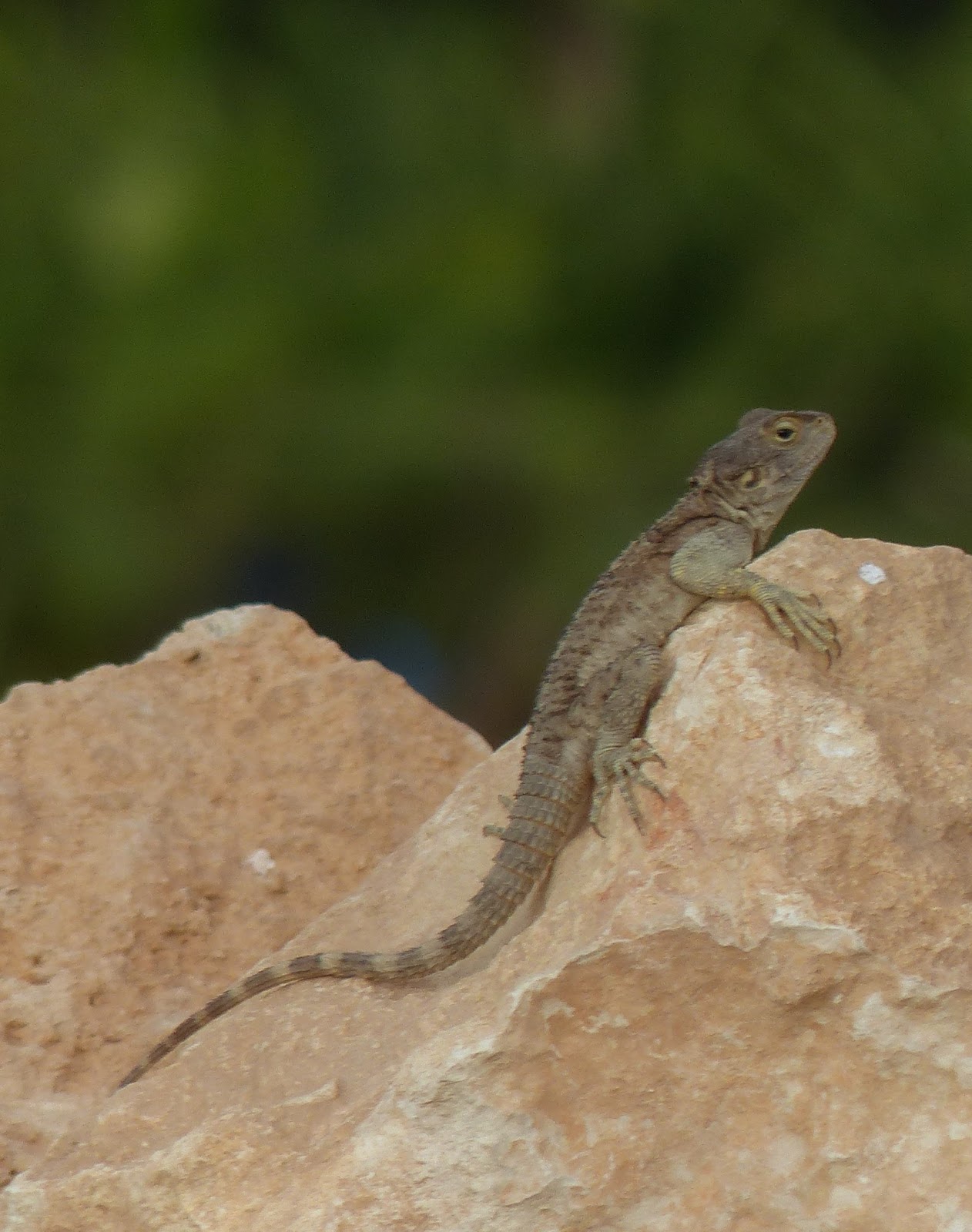 Andrew Cockroft, Birds , Moths and Butterflies: Agama , Common Cyprus ...