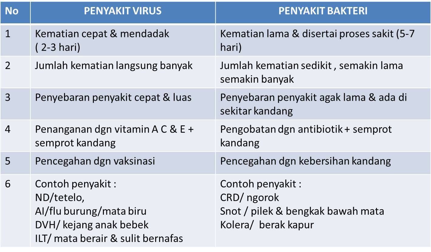Cara Sederhana Membedakan Penyakit Virus dan Bakteri ~ Media Unggas