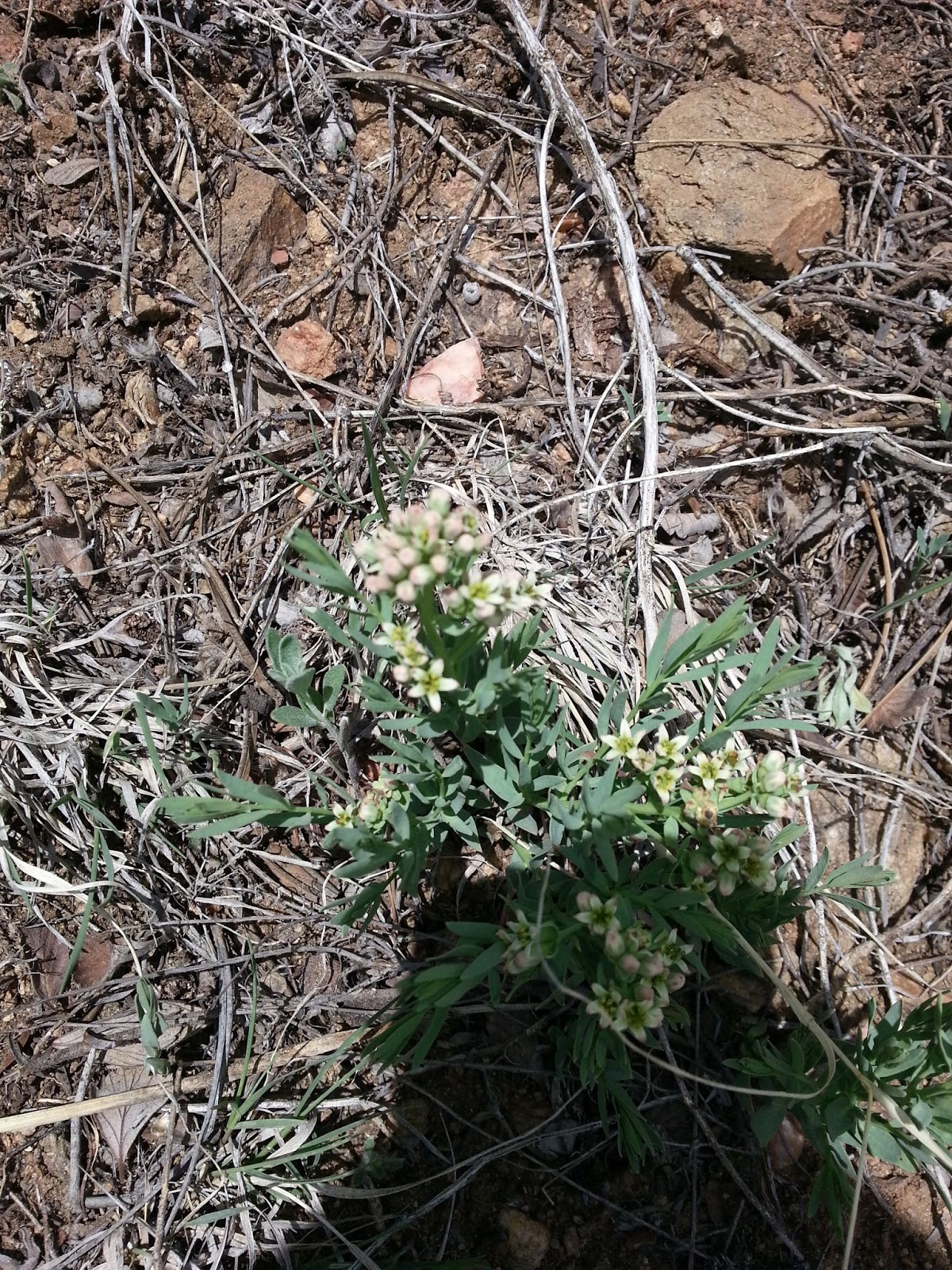 Jefferson County Colorado Wildflowers
