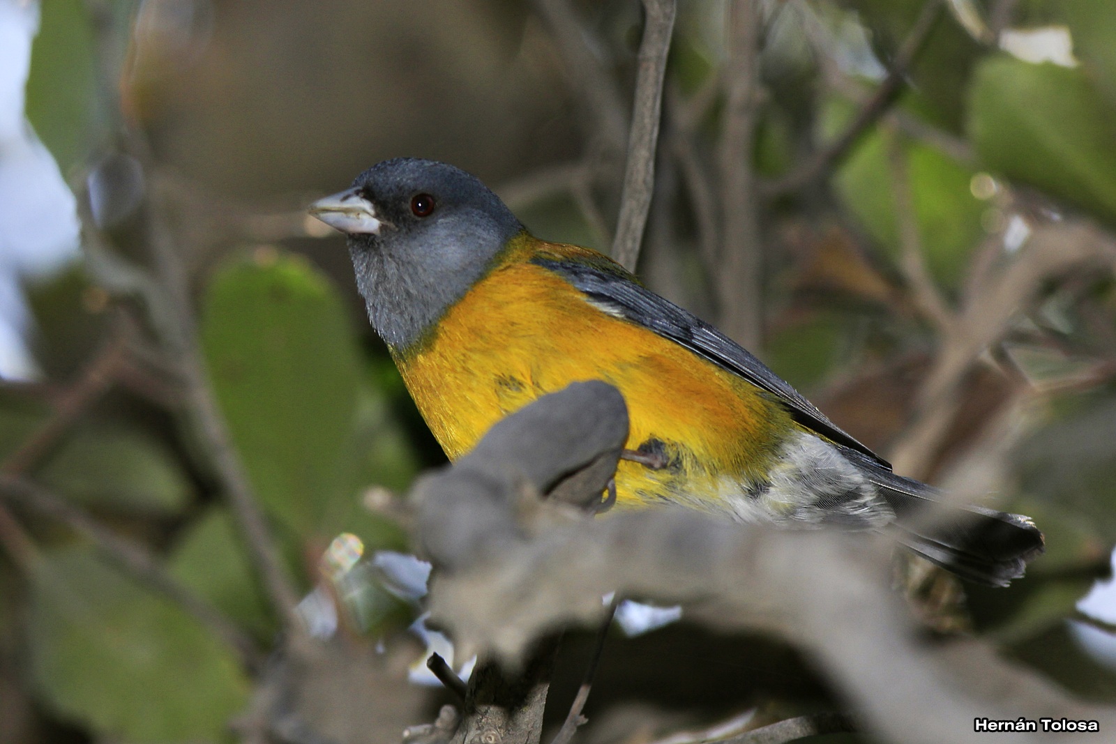 Aves de Argentina: Comesebo patagónico (Phrygilus patagonicus)