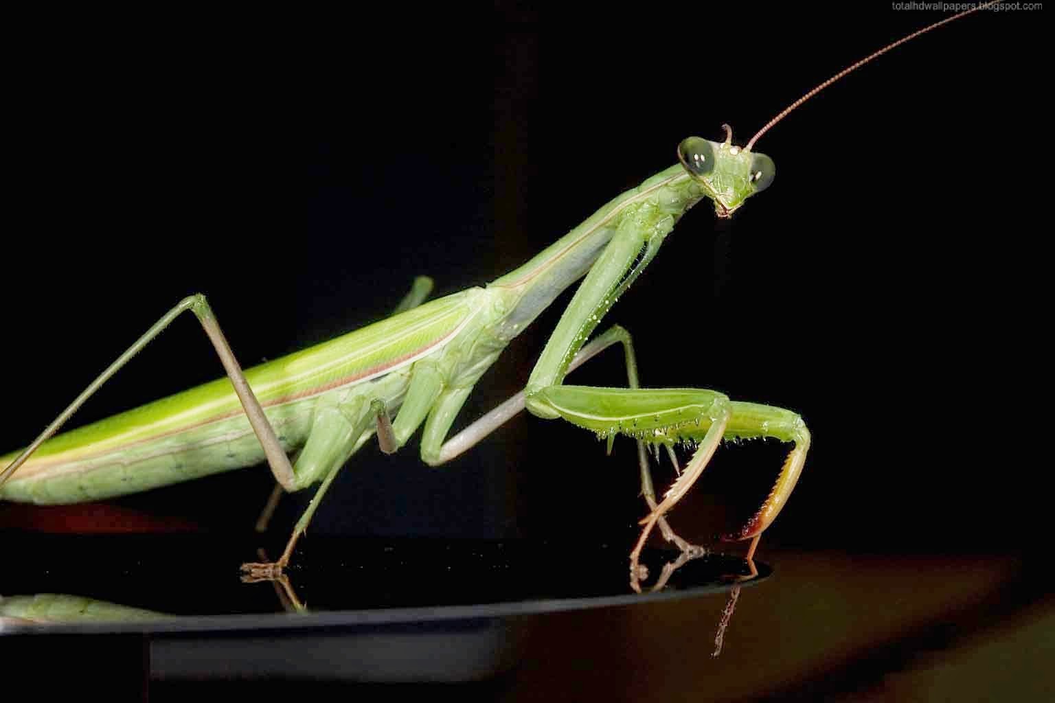 paulbarford heritage the ruth: Praying Mantis Wallpapers