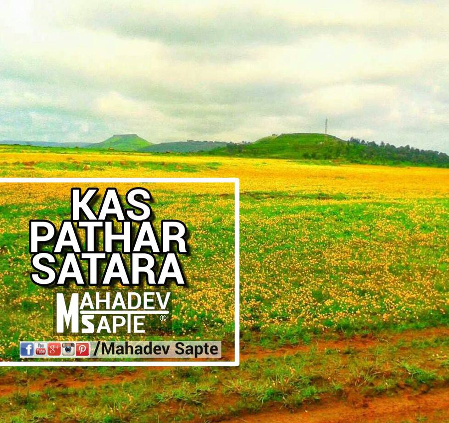 Kas Pathar - Satara : कास पठार- Kaas Plateau (Valley of Flowers) Photos ...