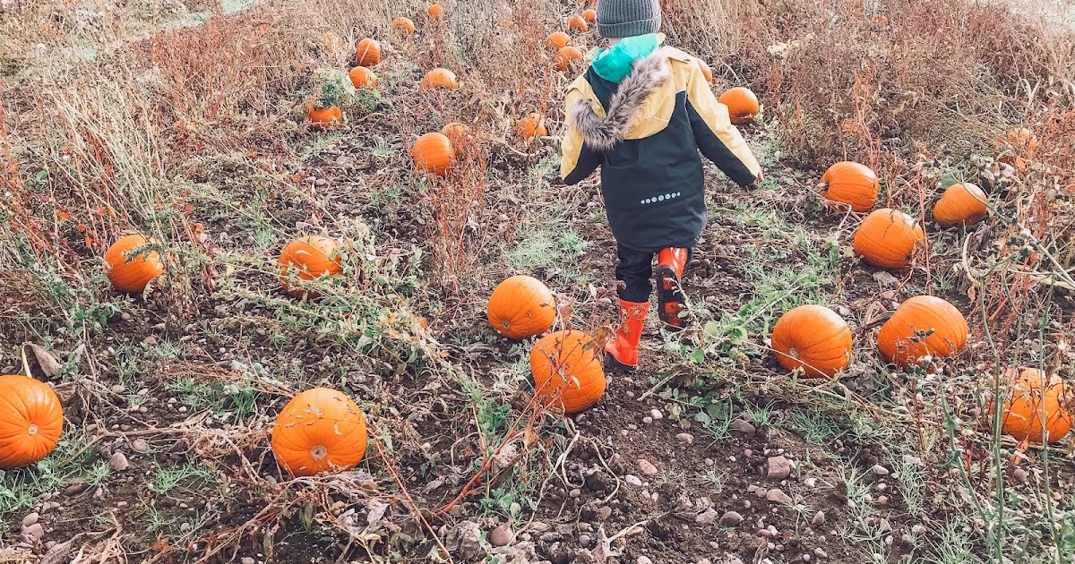 Pumpkin picking at Essington Farm, Wolverhampton #MySundayPhoto | To ...