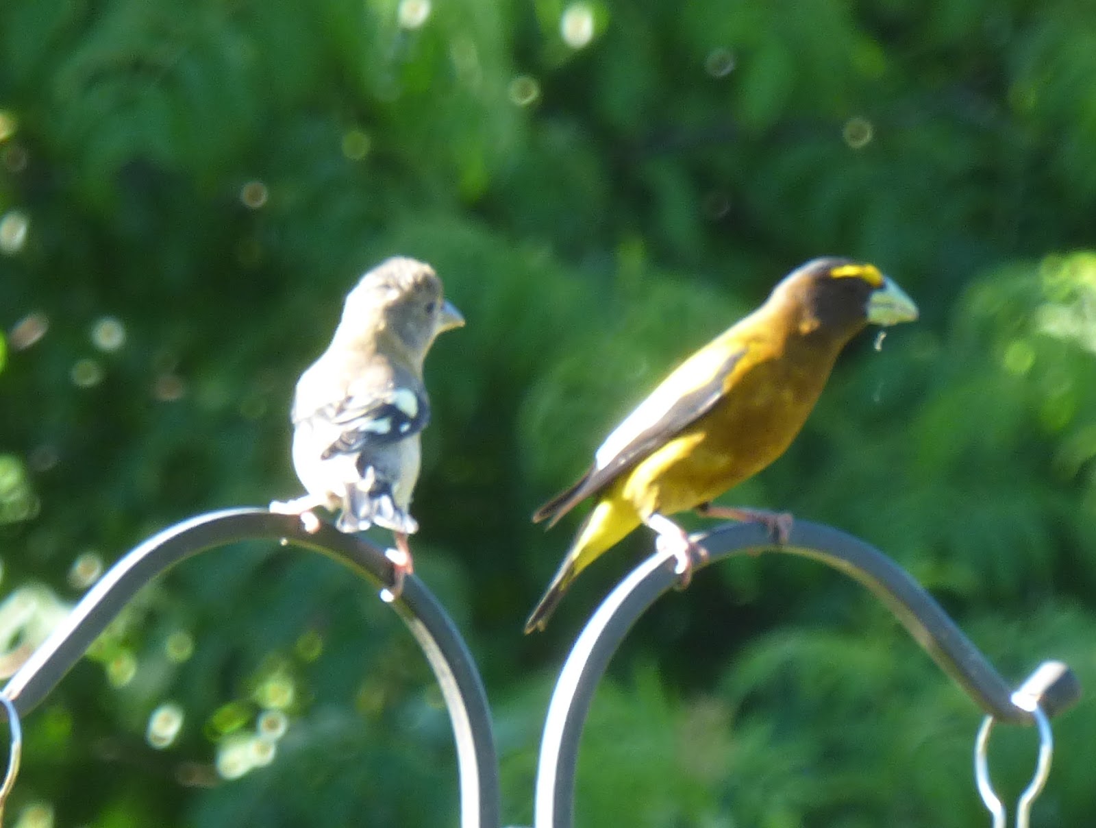 Birds: Evening Grosbeak Feeding Chick