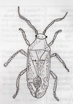 TISSUE CULTURE AND ORCHIDOLOGI: PENGENDALIAN HAMA DAN PENYAKIT PADA ANGREK