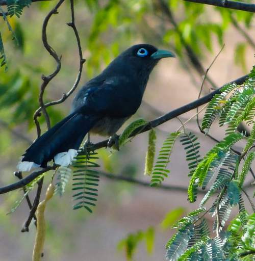 Blue-faced malkoha images | Birds of India | Bird World