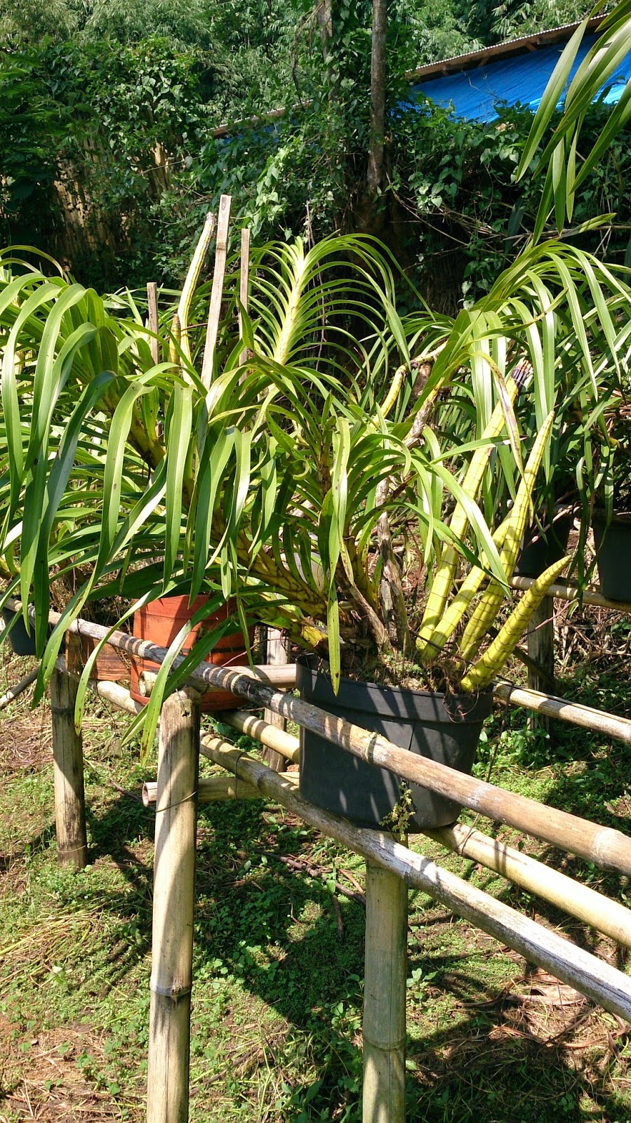CENTRA ANGGREK: Grammatophyllum Speciosum (Anggrek tebu,papua)